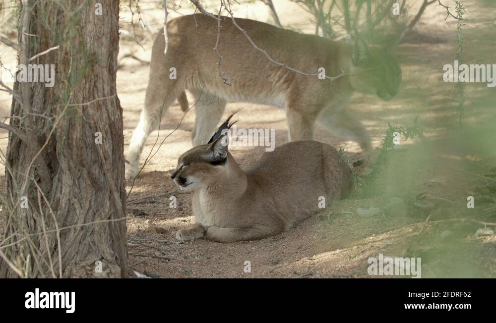 Zoo mammals Stock Videos & Footage - HD and 4K Video Clips - Alamy