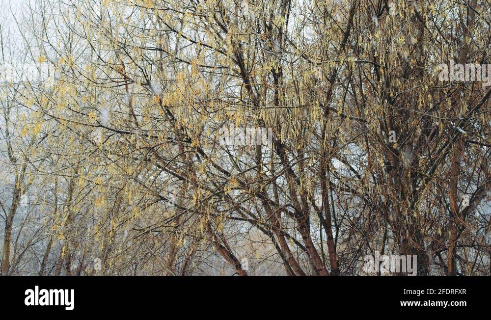 Hibernation of the leaves Stock Videos & Footage - HD and 4K Video ...