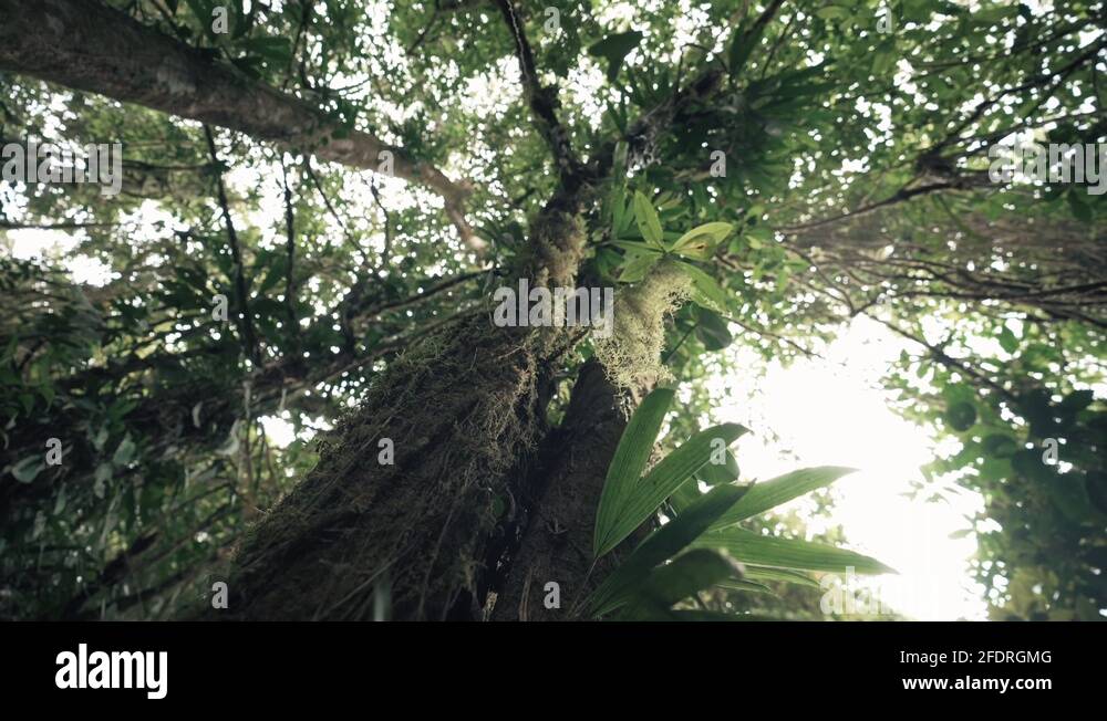 Trunk Of A Tall Tree In The Jungle With Green Leaves Under The Bright ...