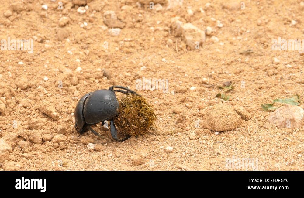 Dung beetle rolling a ball Stock Videos & Footage - HD and 4K Video ...