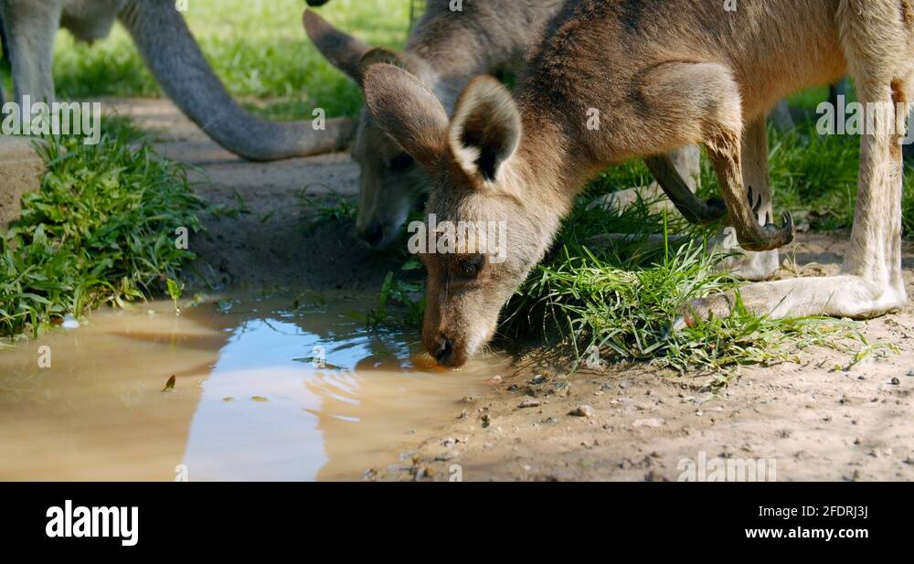 At drinking puddle Stock Videos & Footage - HD and 4K Video Clips - Alamy