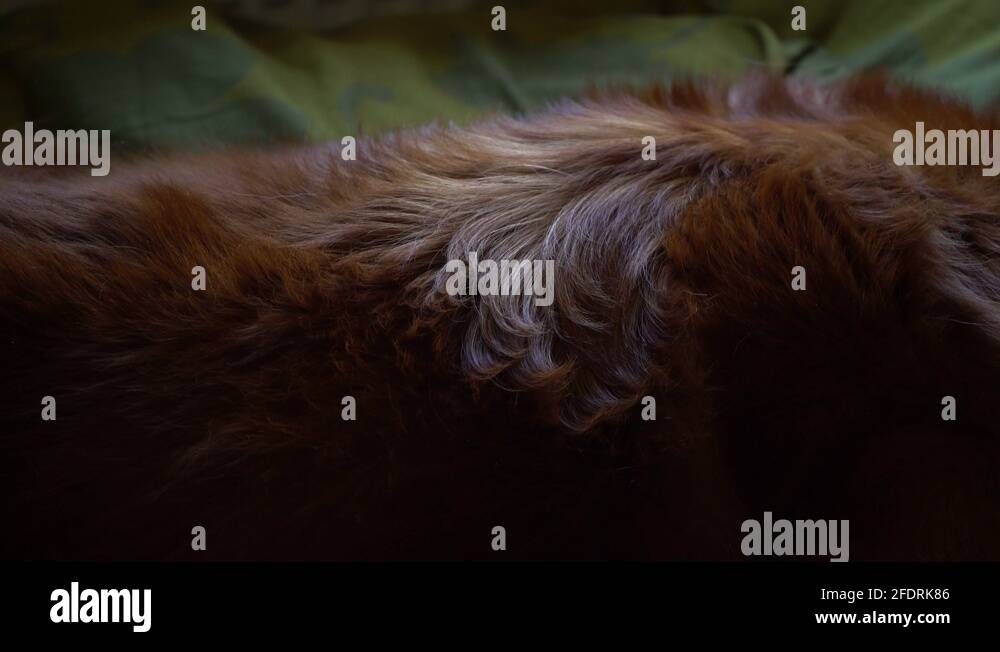 Toller Stock Videos & Footage - HD and 4K Video Clips - Alamy