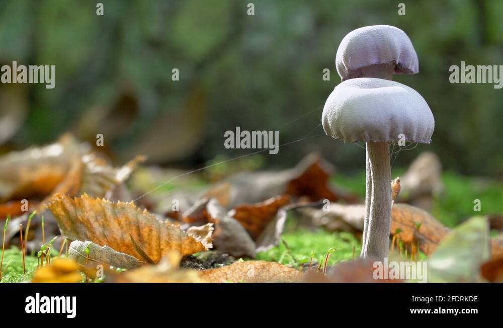 Food web mushroom Stock Videos & Footage - HD and 4K Video Clips - Alamy