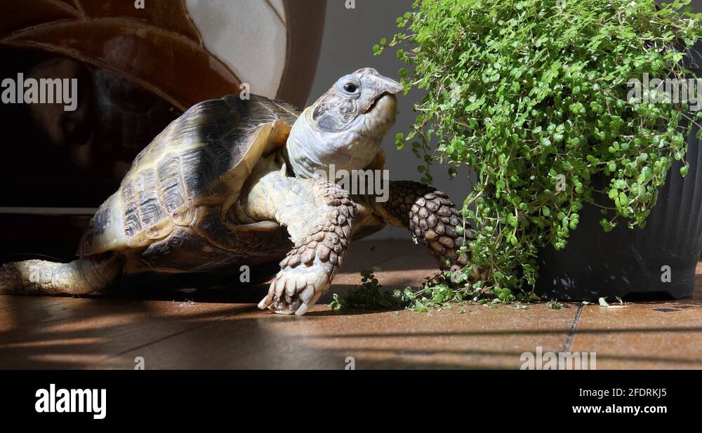 Turtle eating plant Stock Videos & Footage - HD and 4K Video Clips - Alamy