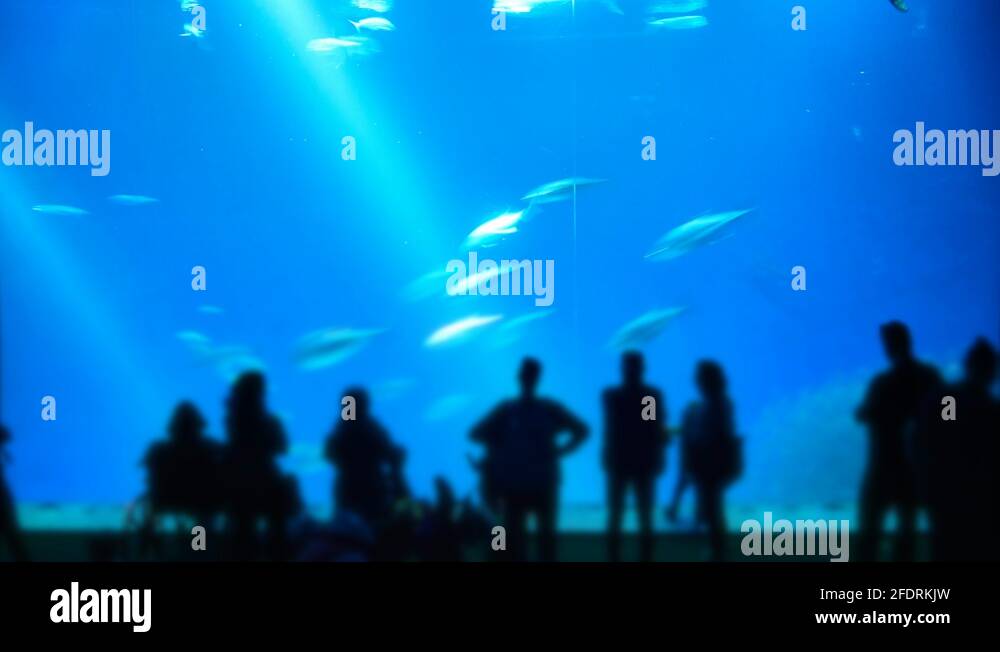 Watching fish Stock Videos & Footage - HD and 4K Video Clips - Alamy