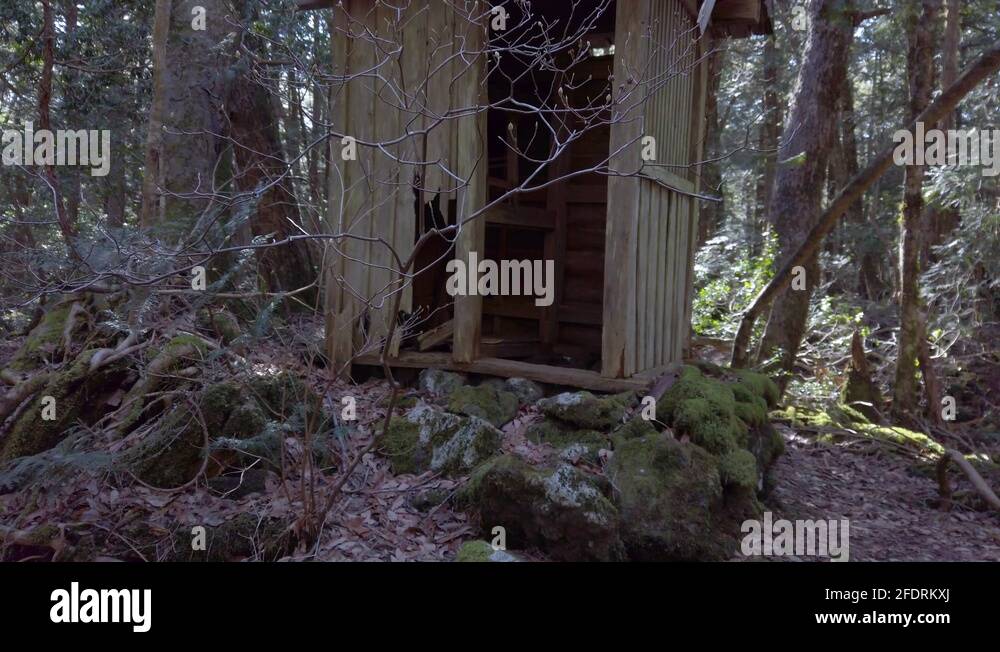 Aokigahara haunted forest, Japan. Slow tilt up over spooky decaying ...
