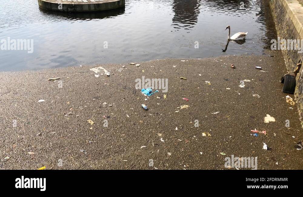 Canal animal Stock Videos & Footage - HD and 4K Video Clips - Alamy