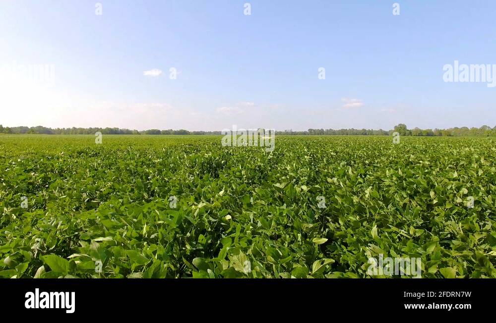 Drone flying over field of soybeans with a dirt road through the middle ...
