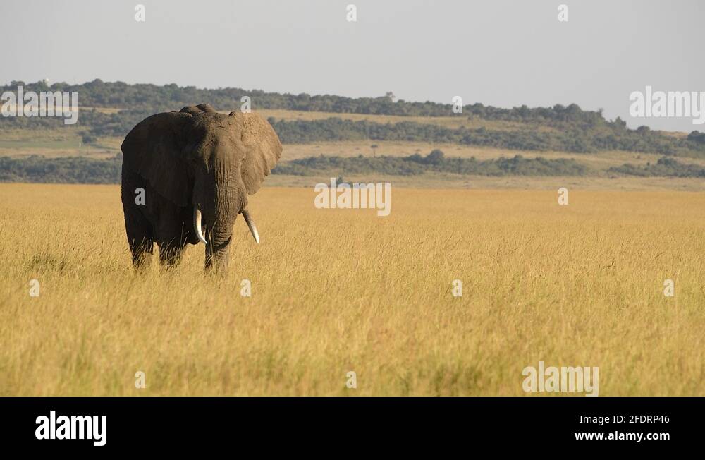 Big tusker african elephant bull Stock Videos & Footage - HD and 4K ...