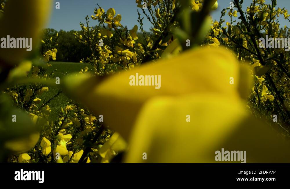 Broom tree Stock Videos & Footage - HD and 4K Video Clips - Alamy