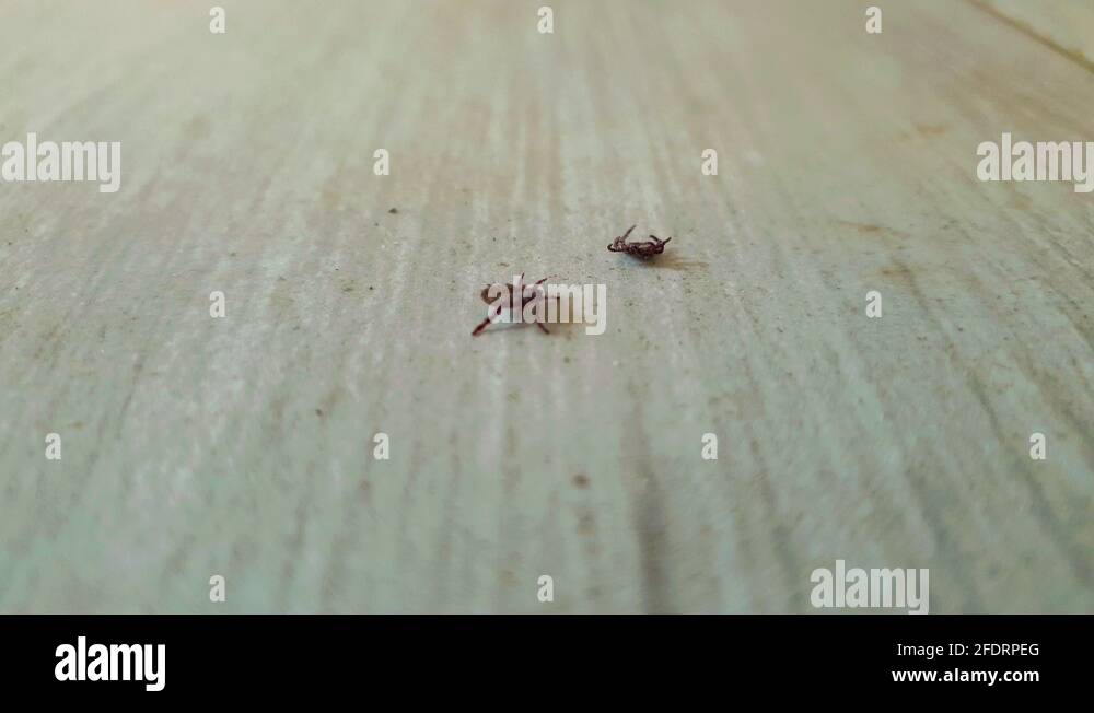 Ticks parasite Stock Videos & Footage - HD and 4K Video Clips - Alamy