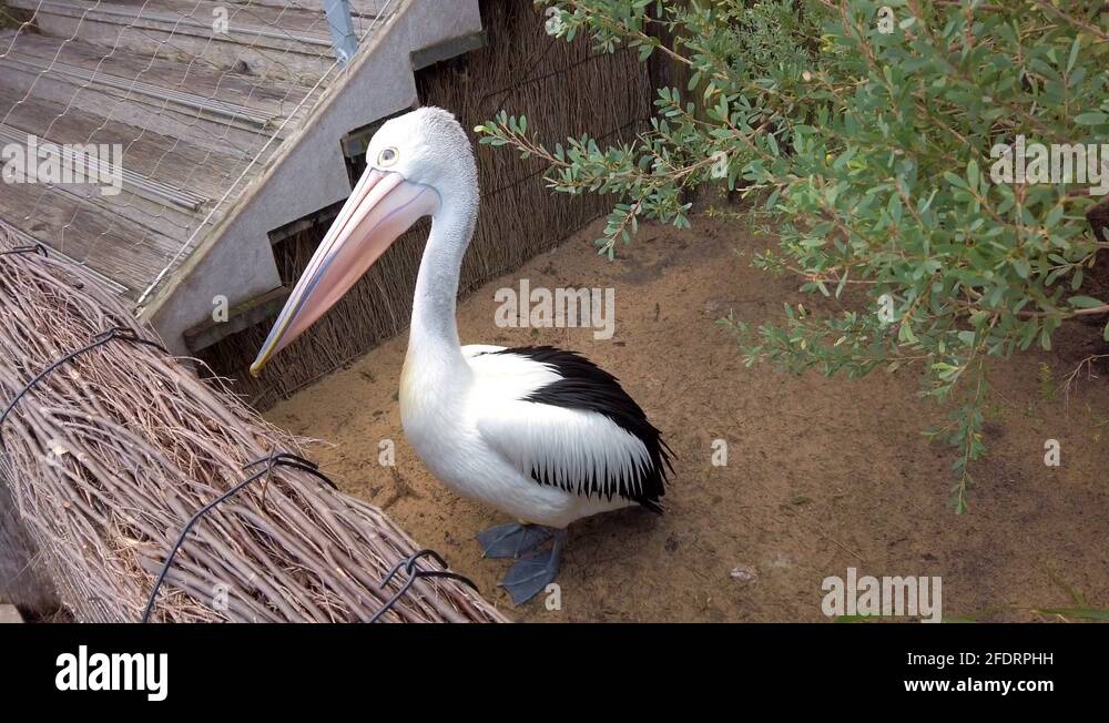 Big beautiful bird Stock Videos & Footage - HD and 4K Video Clips - Alamy