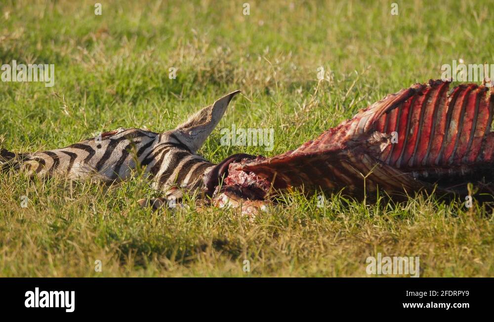 Animal sinew Stock Videos & Footage - HD and 4K Video Clips - Alamy