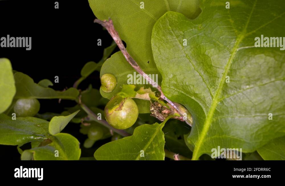 Oak leaf galls Stock Videos & Footage - HD and 4K Video Clips - Alamy