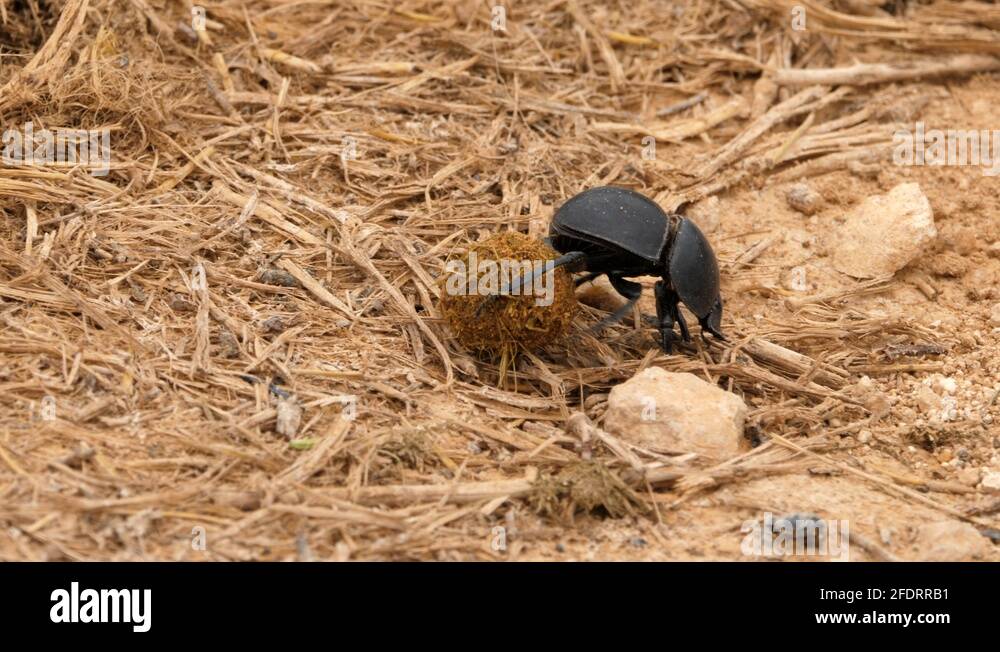 Dung Beetle rolling a lump of feces Stock Video Footage - Alamy