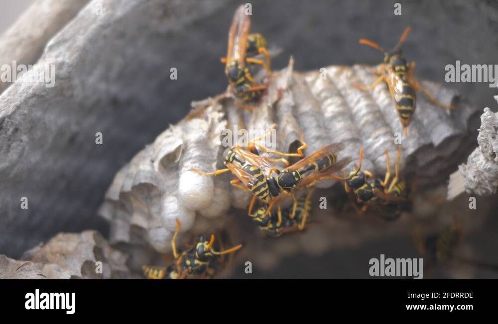 wasps insects under the roof of the house pests. wasps nest lifestyle ...