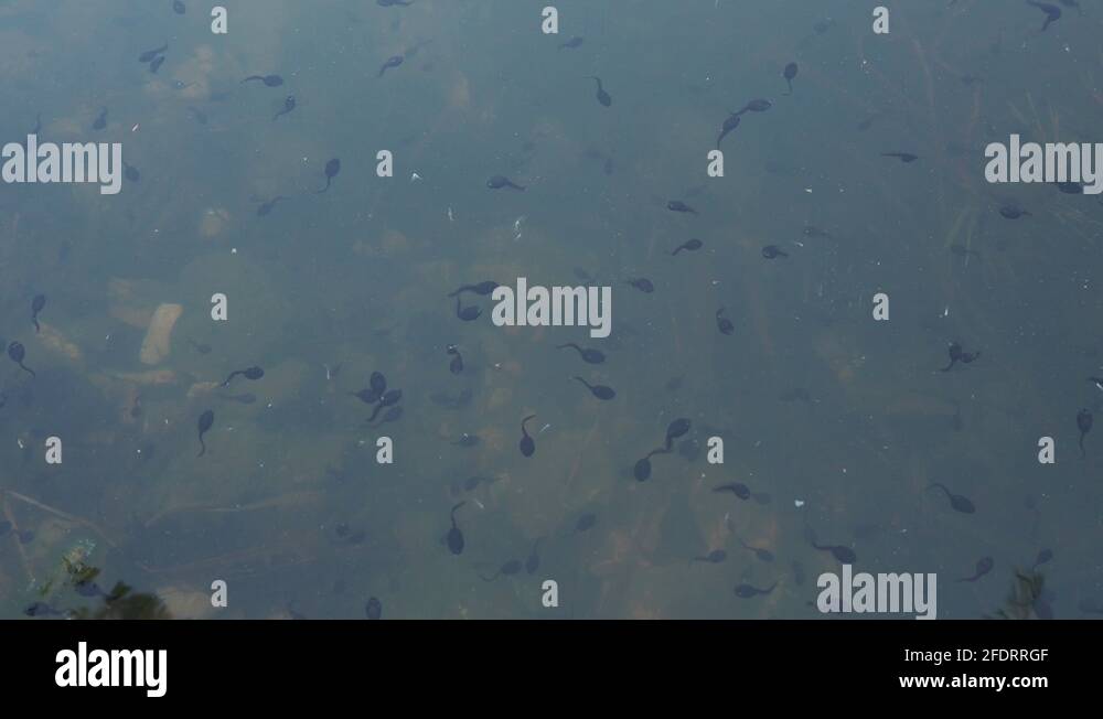 Tadpoles lake Stock Videos & Footage - HD and 4K Video Clips - Alamy