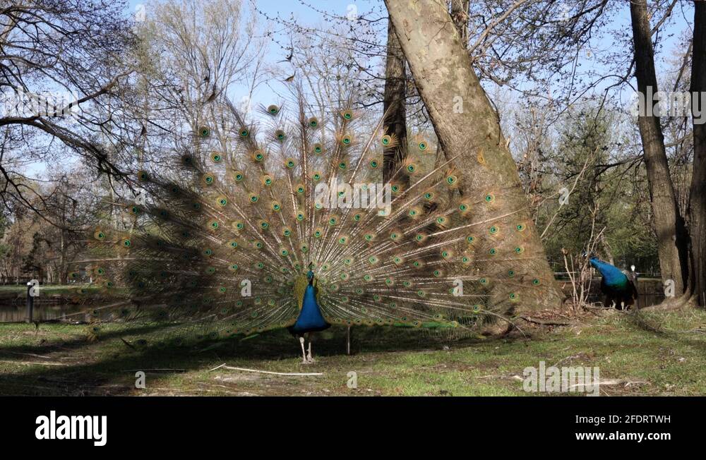 Peacocks birds Stock Videos & Footage - HD and 4K Video Clips - Alamy