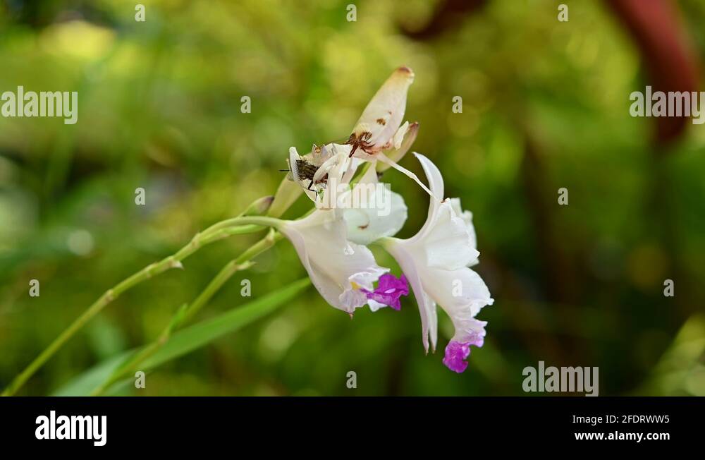 Orchid Mantis, Hymenopus coronatus; clipping the fly in its two ...