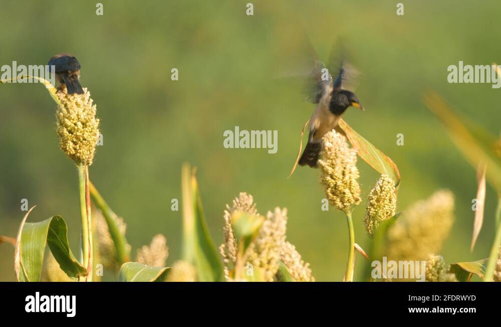 Jowar field india Stock Videos & Footage - HD and 4K Video Clips - Alamy