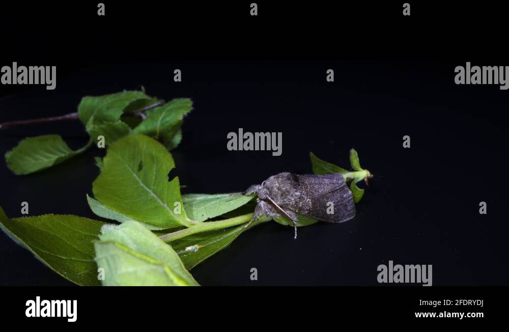 Prominent eye Stock Videos & Footage - HD and 4K Video Clips - Alamy