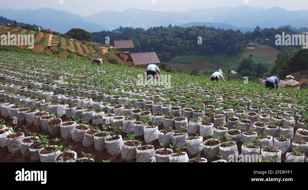 Mountain farming Stock Videos & Footage - HD and 4K Video Clips - Alamy
