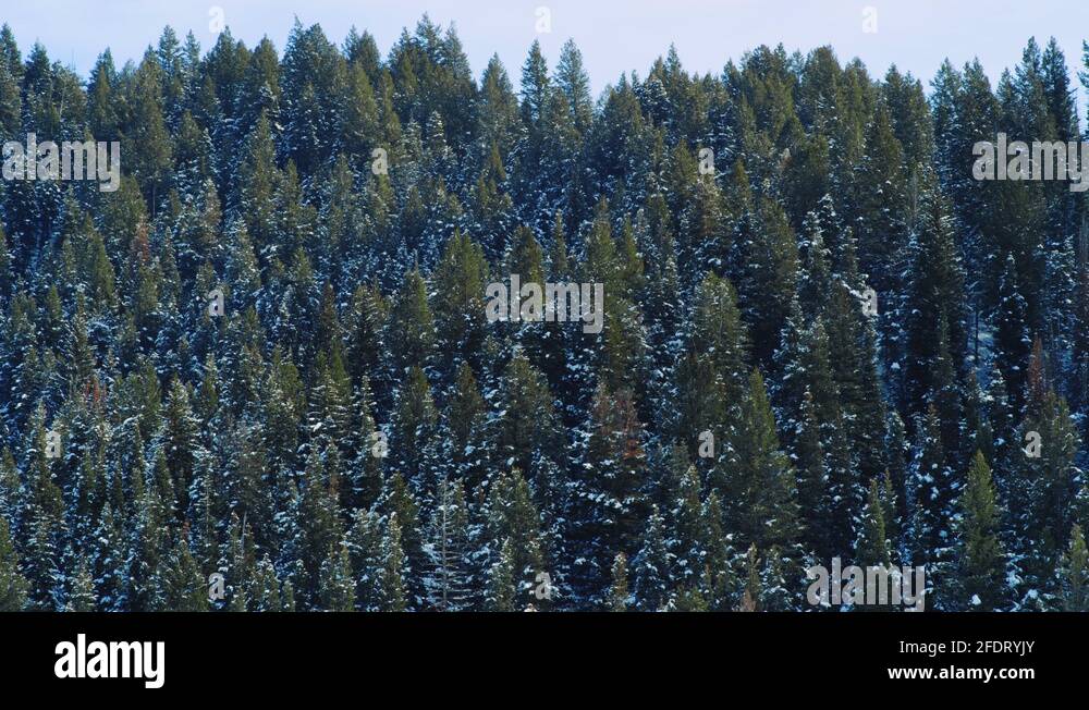 Deciduous tree winter summer Stock Videos & Footage - HD and 4K Video ...