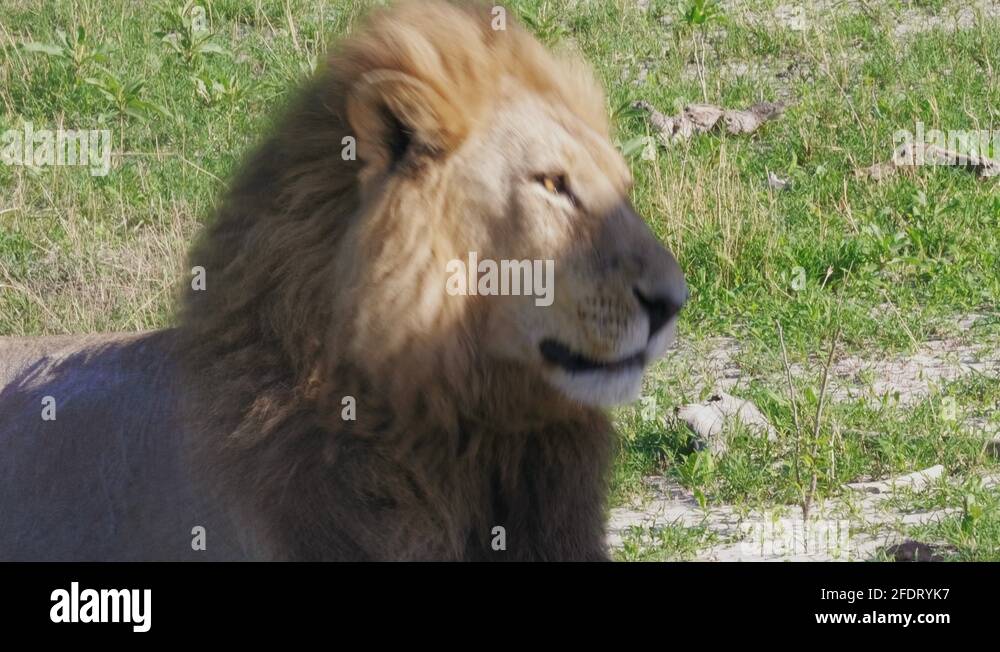 Battle savannah Stock Videos & Footage - HD and 4K Video Clips - Alamy