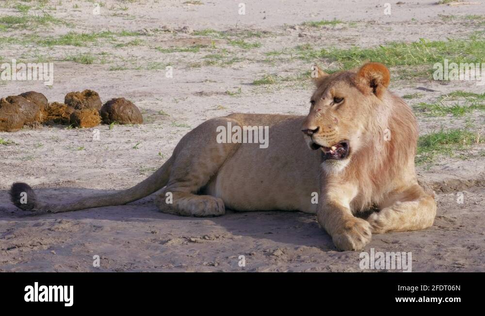 Fight scars Stock Videos & Footage - HD and 4K Video Clips - Alamy