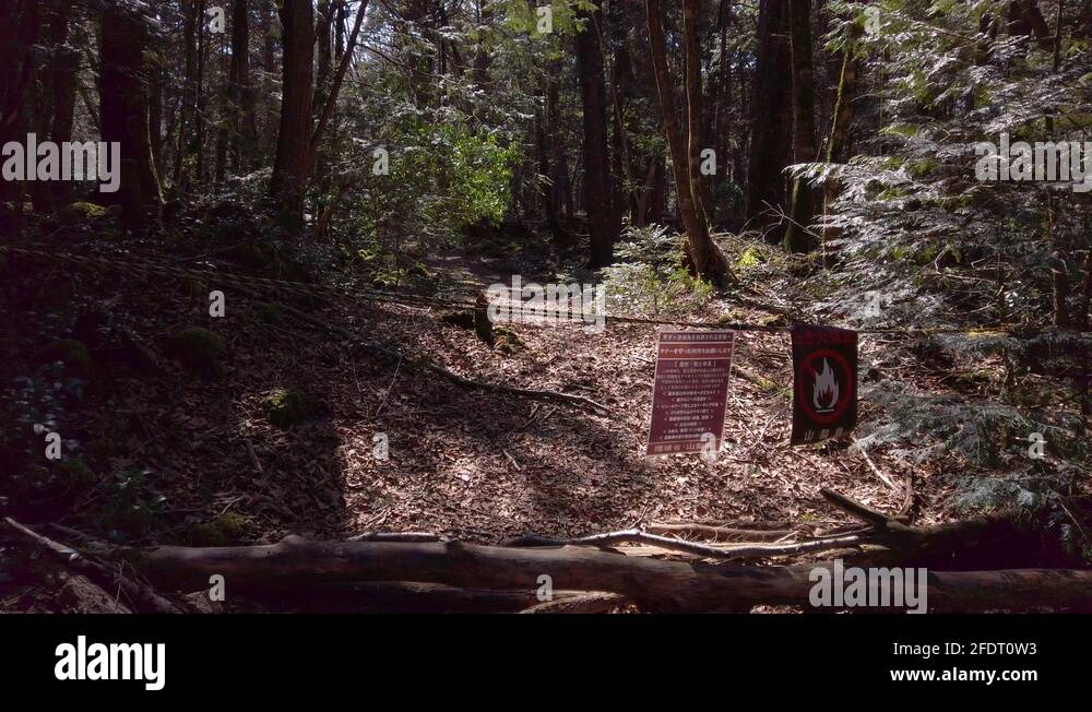 Forbidden entrance to Aokigahara haunted Forest hiking trail in Japan ...