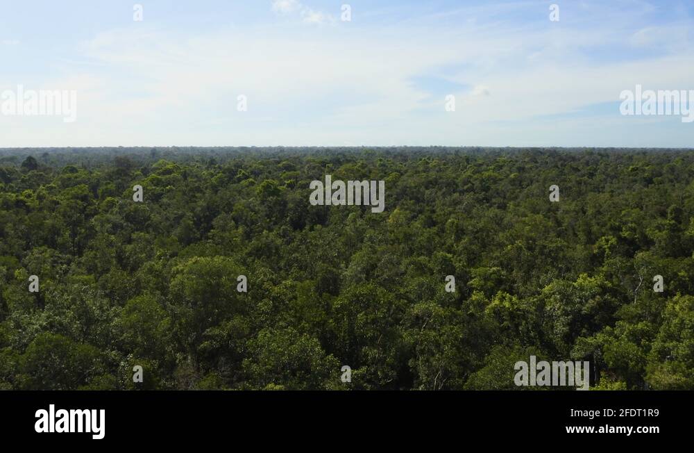 Borneo rainforest canopy Stock Videos & Footage - HD and 4K Video Clips ...