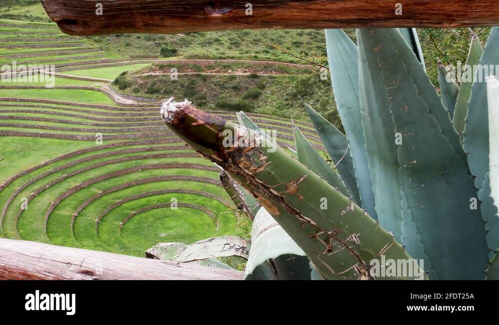 Terrace farming inca Stock Videos & Footage - HD and 4K Video Clips - Alamy