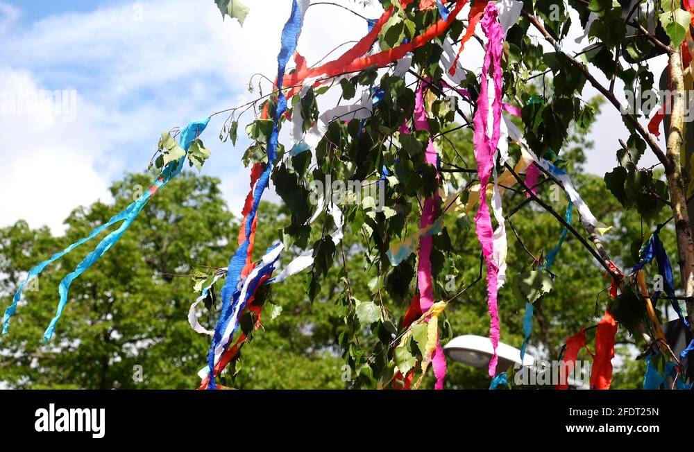 May tree tradition in Stock Videos & Footage - HD and 4K Video Clips ...