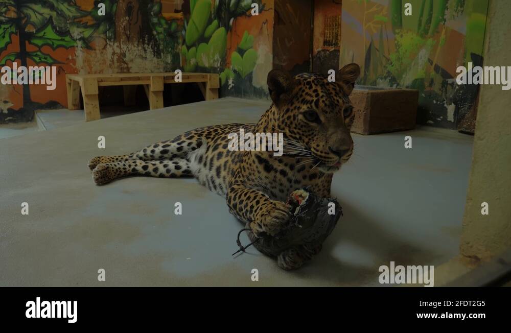 Carnivore captive leopard Stock Videos & Footage - HD and 4K Video ...
