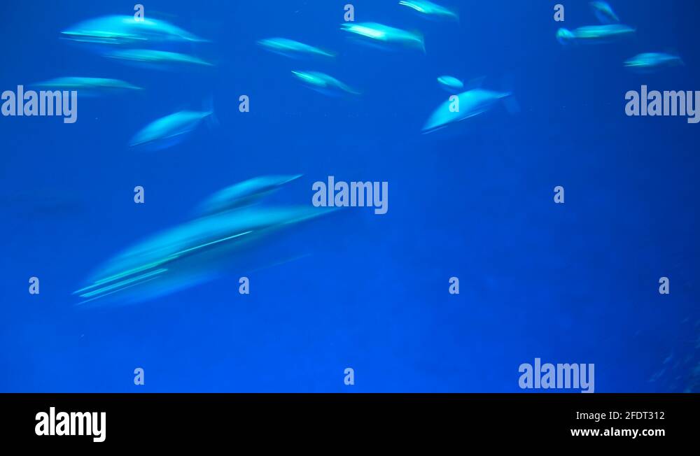 Ocean tank Stock Videos & Footage - HD and 4K Video Clips - Alamy