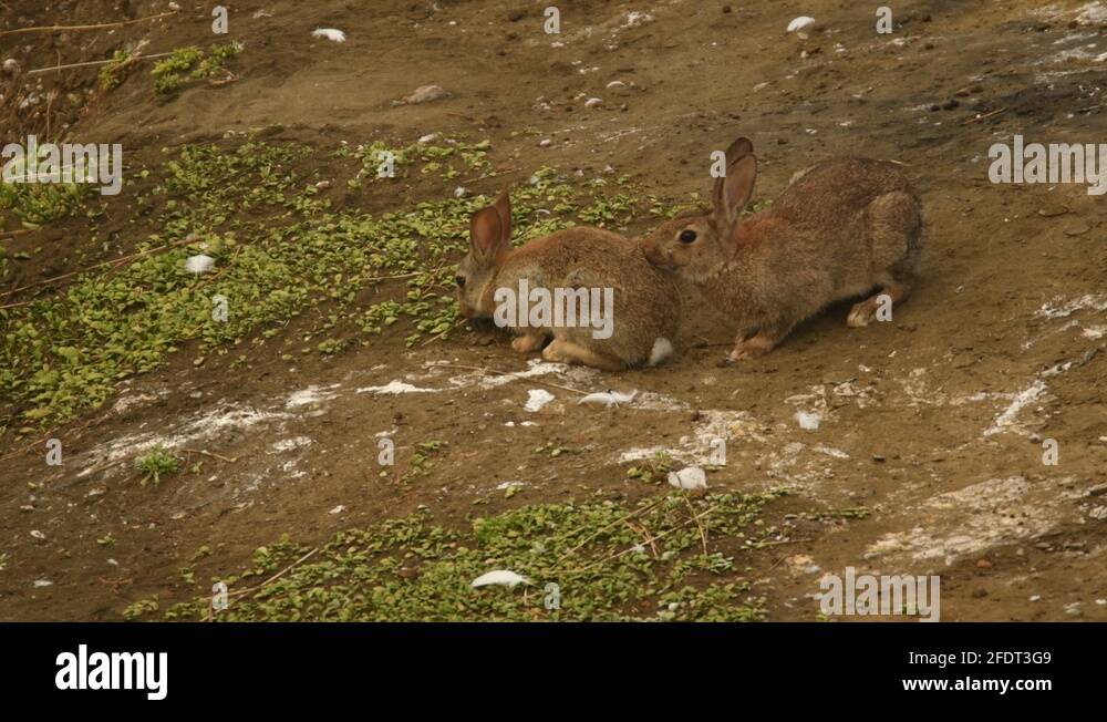 European Rabbit - Oryctolagus cuniculus, two dangerous invasive rabbits ...
