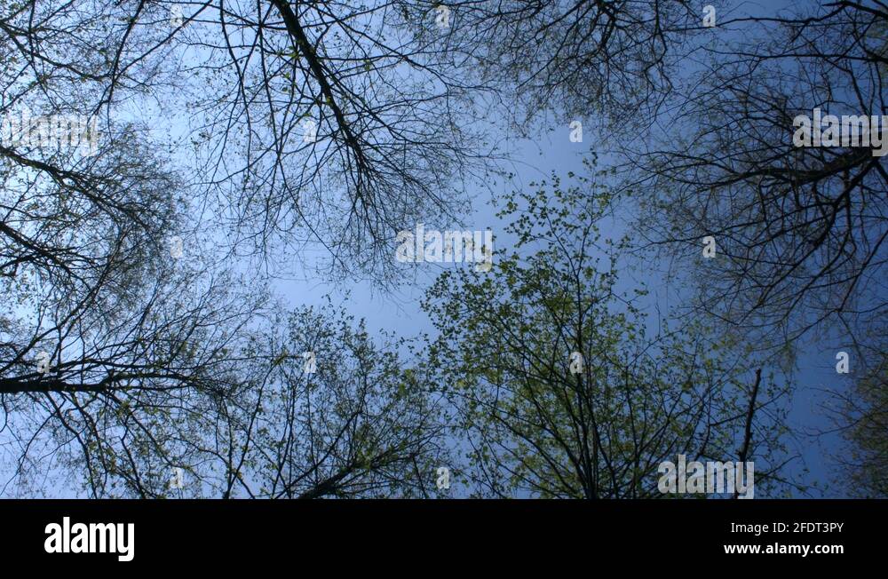 Looking up into a tree canopy Stock Videos & Footage - HD and 4K Video ...
