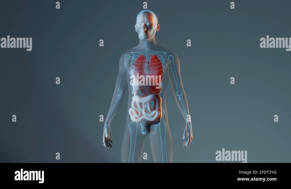 Human internal organs Stock Videos & Footage - HD and 4K Video Clips ...