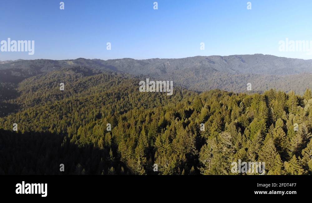 Side lit trees Stock Videos & Footage - HD and 4K Video Clips - Alamy