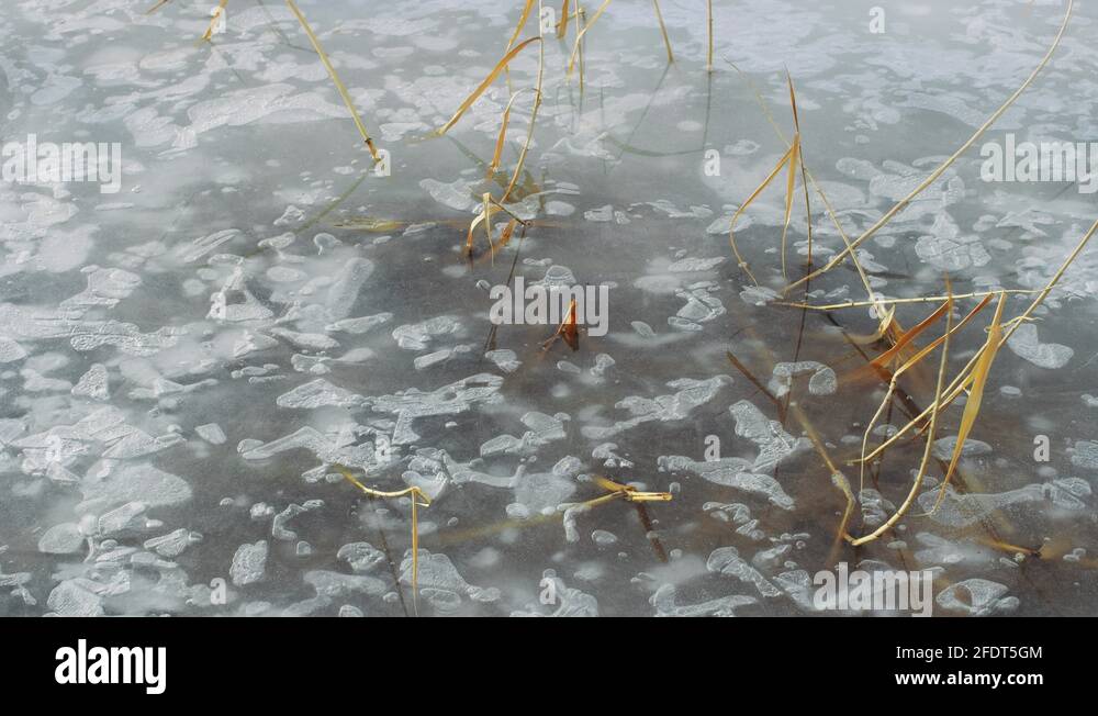 Dead ice plant Stock Videos & Footage - HD and 4K Video Clips - Alamy