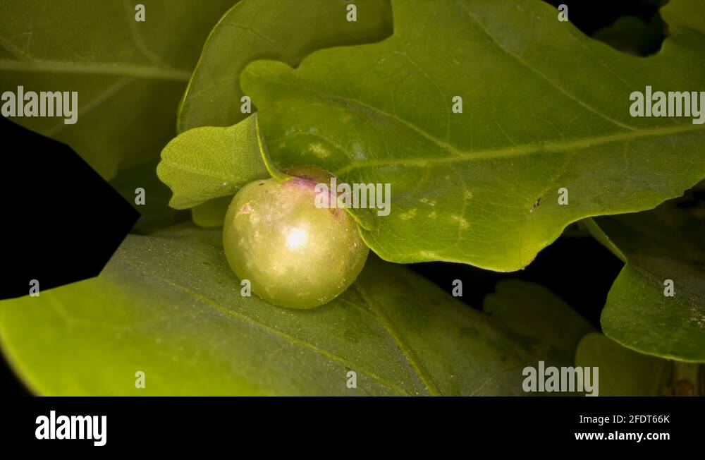 Oak leaf gall oak leaf galls Stock Videos & Footage - HD and 4K Video ...