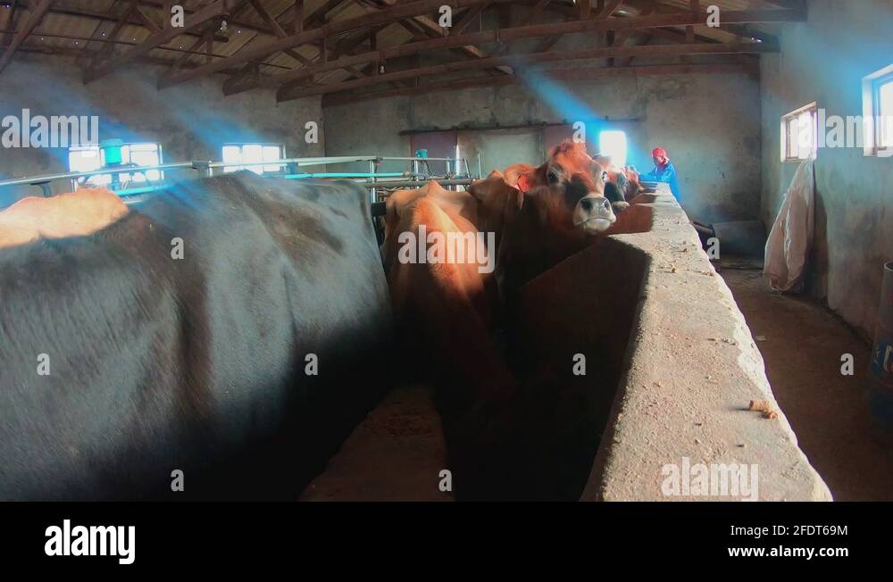 Cows producing milk Stock Videos & Footage - HD and 4K Video Clips - Alamy