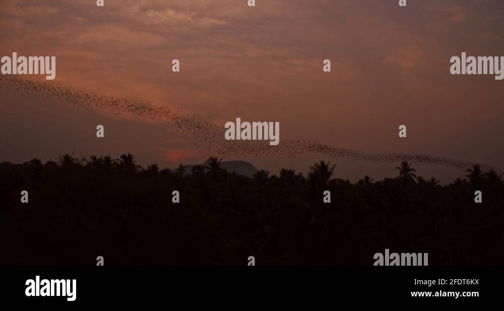 Thousand species Stock Videos & Footage - HD and 4K Video Clips - Alamy