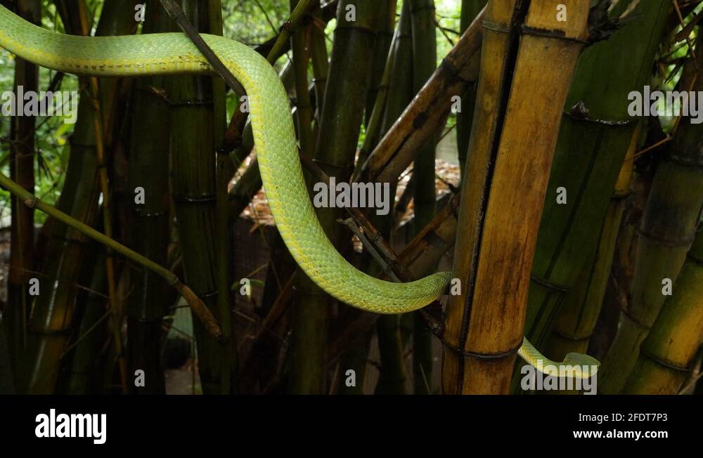Pit adder Stock Videos & Footage - HD and 4K Video Clips - Alamy