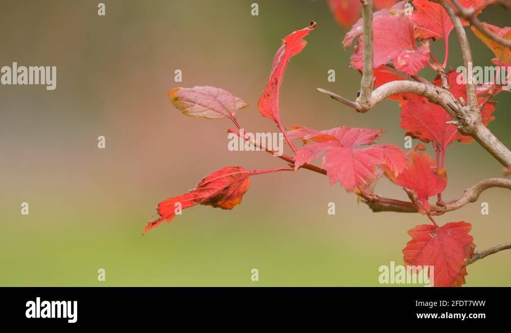 Budding maple tree Stock Videos & Footage - HD and 4K Video Clips - Alamy