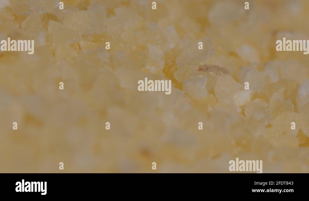 Tiny beetles Stock Videos & Footage - HD and 4K Video Clips - Alamy