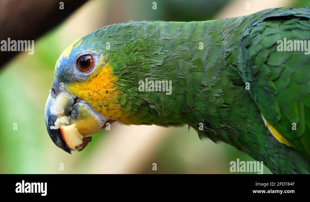 Parrot green parrot forest wild parrot wildlife Stock Videos & Footage ...