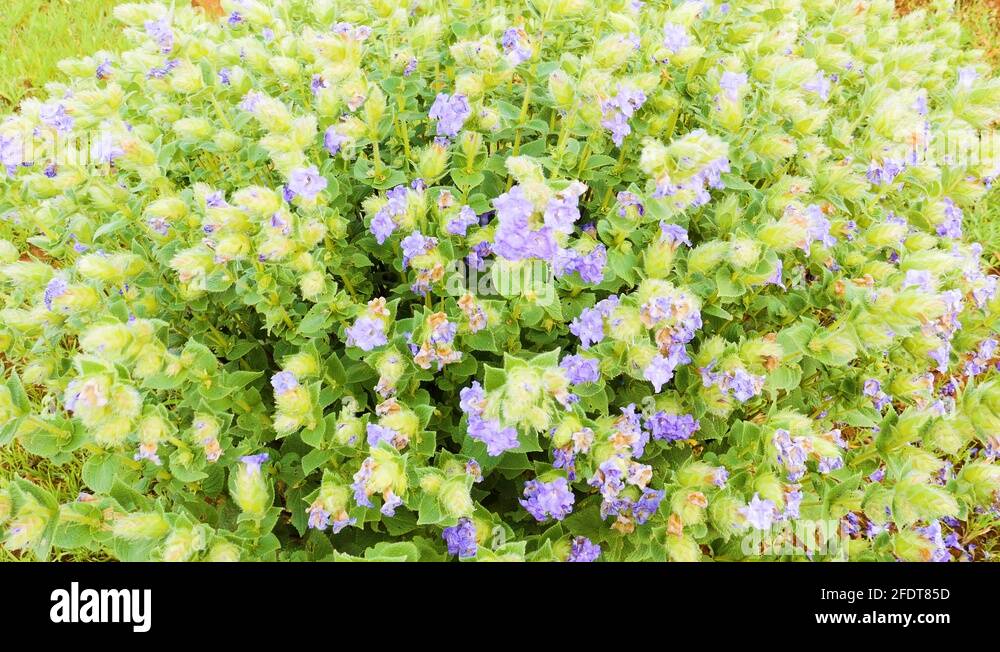 Strobilanthes callosus Stock Videos & Footage - HD and 4K Video Clips ...