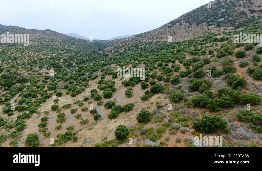 Clumps trees Stock Videos & Footage - HD and 4K Video Clips - Alamy