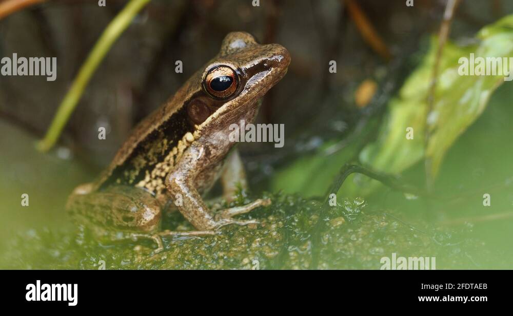 Common Southeast Asian Tree Frog - Polypedates leucomystax, species in ...